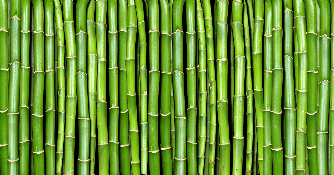 The Bamboo Power